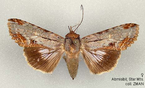 Papua Insects Foundation (Lepidoptera/Euteliidae/Stictopterinae ...